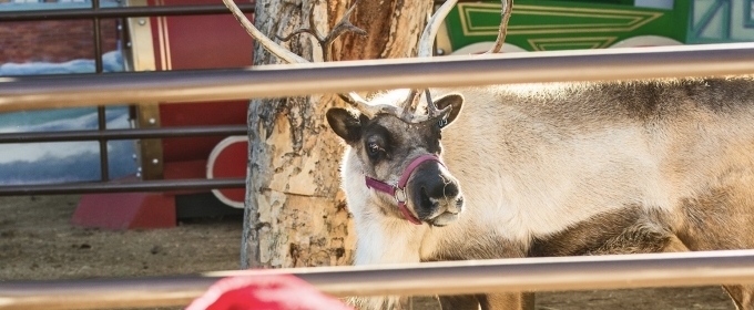 LA Zoo's Reindeer Romp Features Live Reindeer, Holiday Crafts, Keeper ...