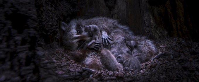 Backyard Wilderness Film Opens 9/14 at American Museum of Natural History