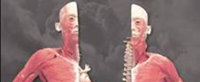 REAL BODIES The Exhibition Premieres In Sydney