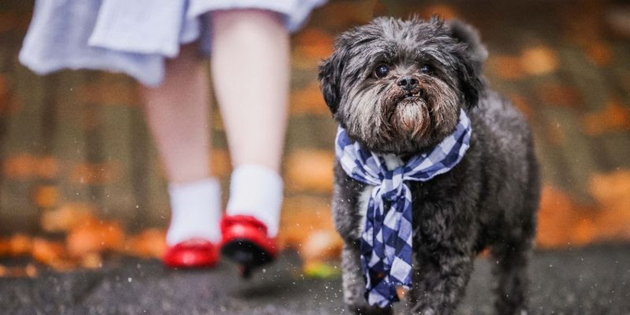 Theatrical Partners With The Lost Dogs' Home to Support 'There's No ...