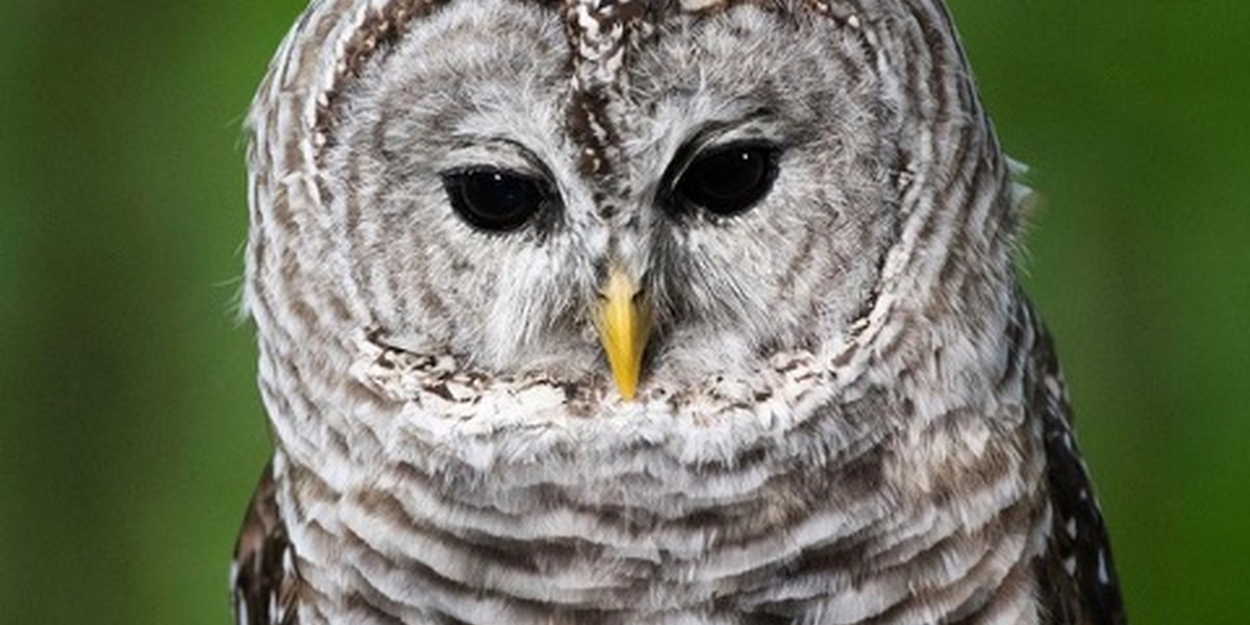 Have BRUNCH WITH THE BIRDS and Party Like An Animal