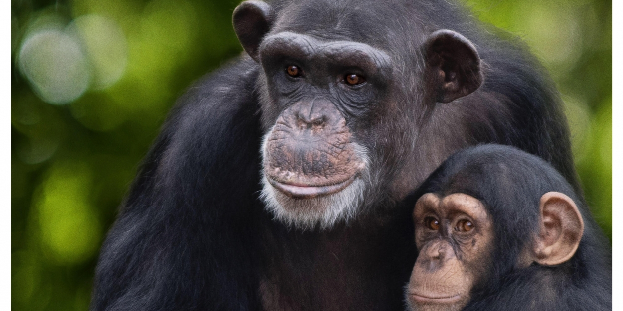 VIDEO: Watch the Trailer for MEET THE CHIMPS on Disney Plus
