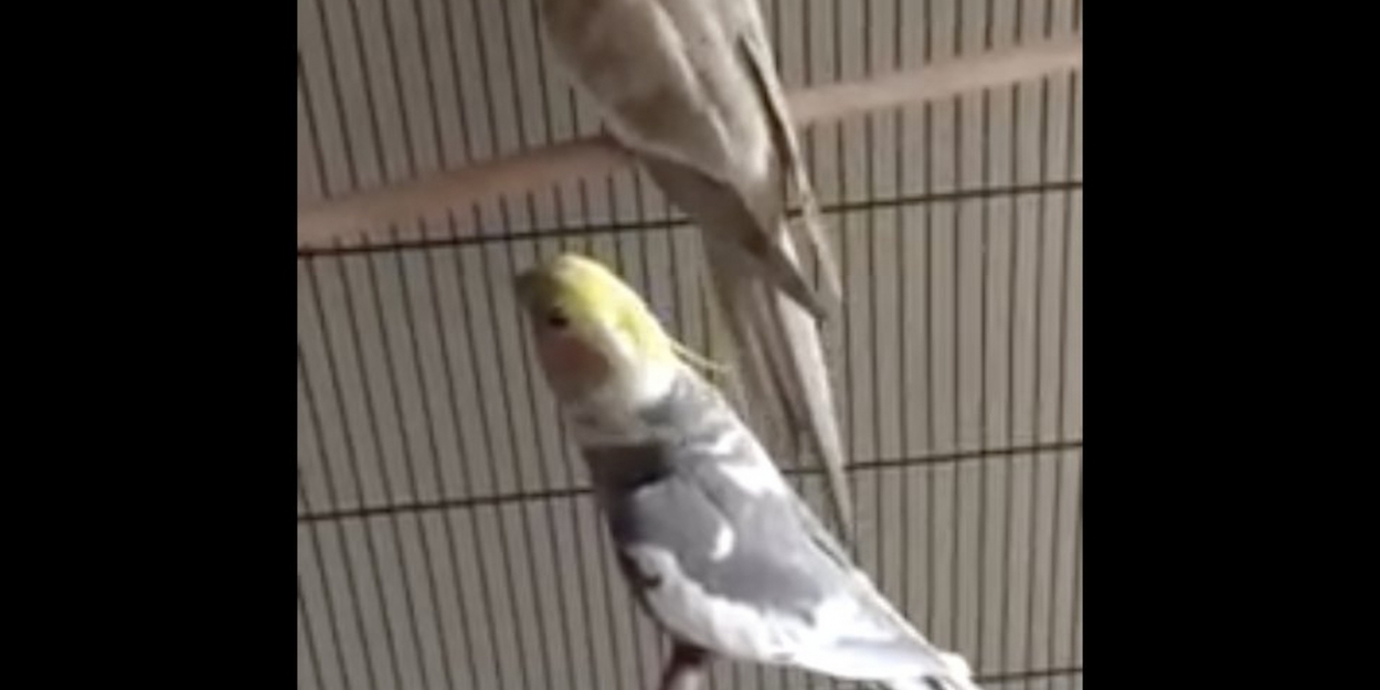 VIDEO: Parrot Sings 'Queen of the Night' From THE MAGIC FLUTE