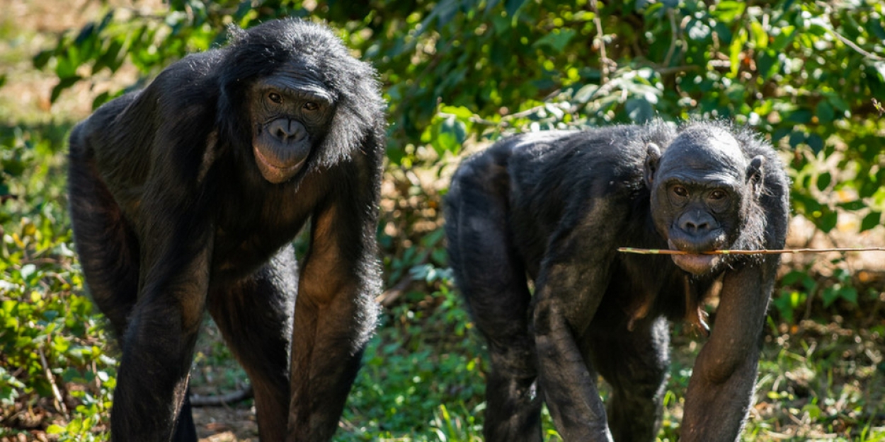 BONOBOS TO BROADWAY Explores Connection Between COME FROM AWAY and ...