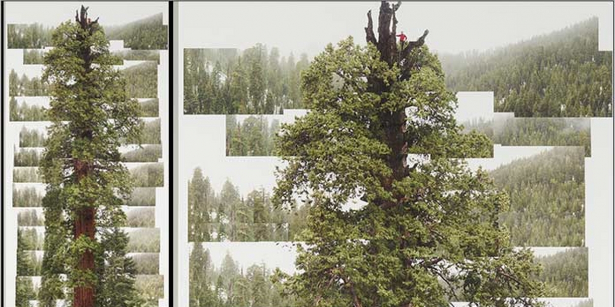 Gund Gallery Presents THE ART OF TREES Exhibition