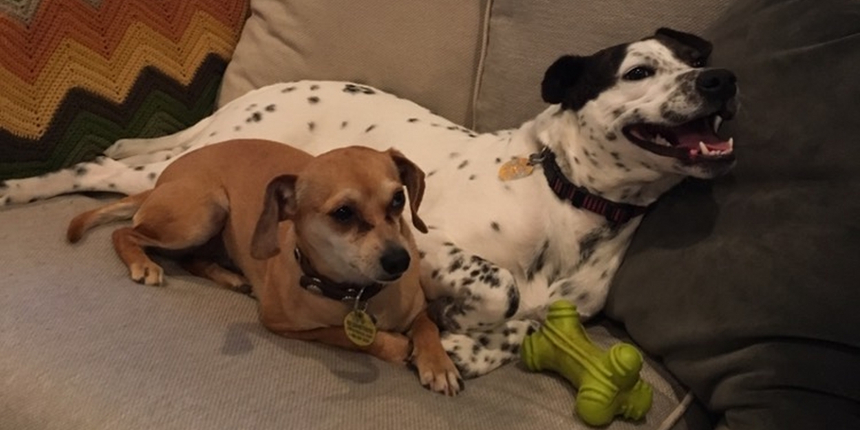 BWW Backstage Pets: SARA TOLSON and her dogs Phoebe, Hazel, and Pepper